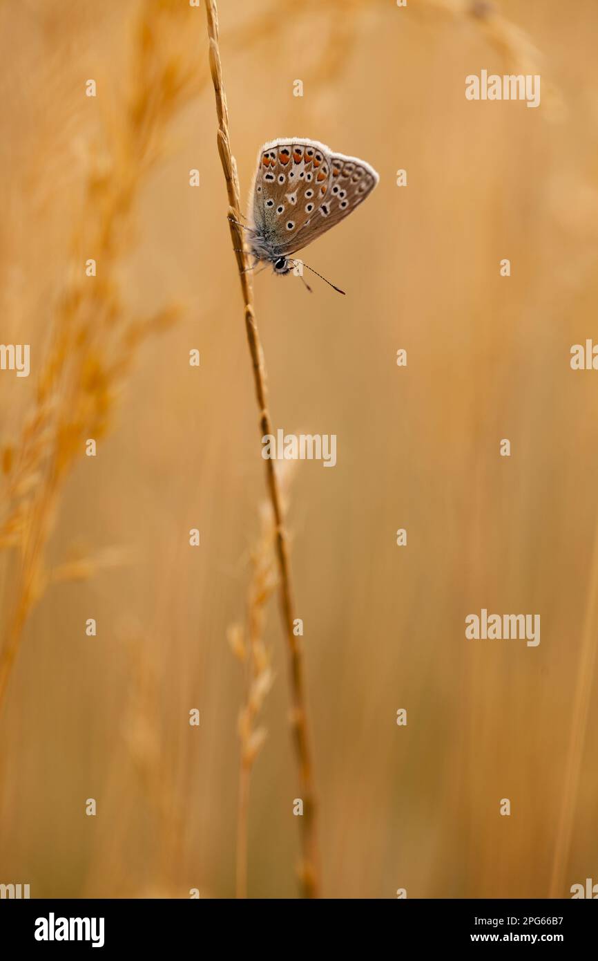 Common Blue, Common Blue, common blue butterfly (Polyommatus icarus ...