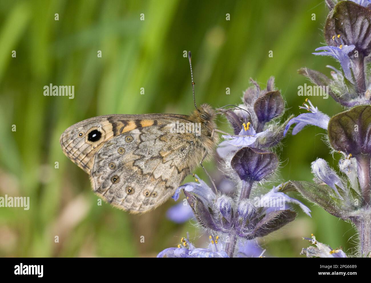 Wall Fox, Wall Foxes, wall browns (Lasiommata megera), Other animals ...