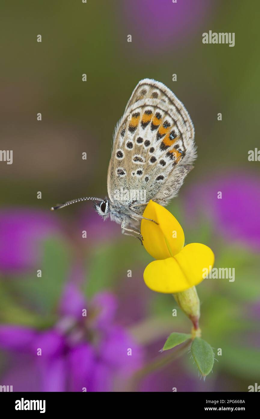 Silver-studded Blue (Plebejus argus) adult female, resting on Bird's ...
