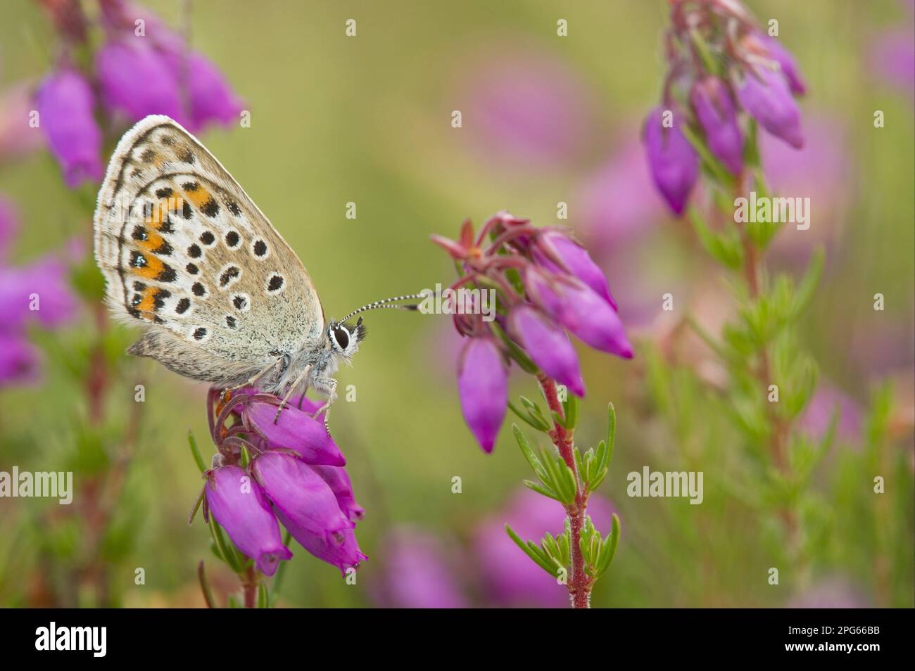 Silver-studded Blue (Plebejus argus) adult female, resting on Bell ...