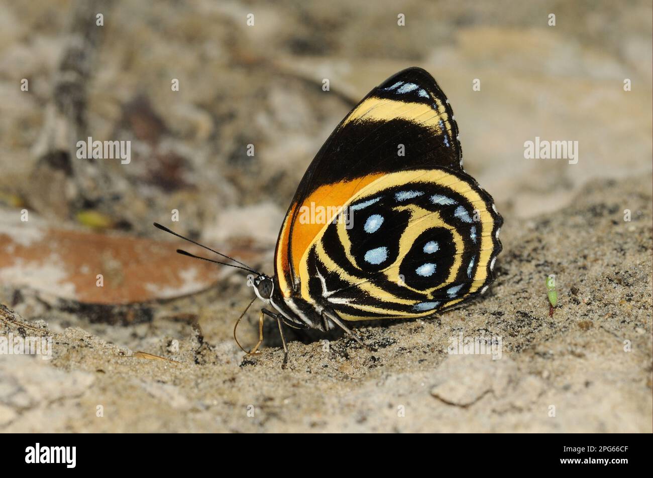 Callicore butterfly hi-res stock photography and images - Alamy