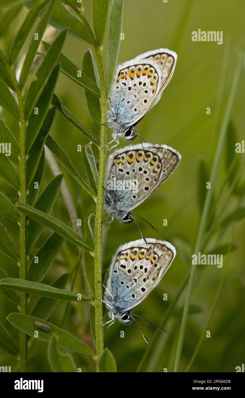 Three winged insects hi-res stock photography and images - Alamy