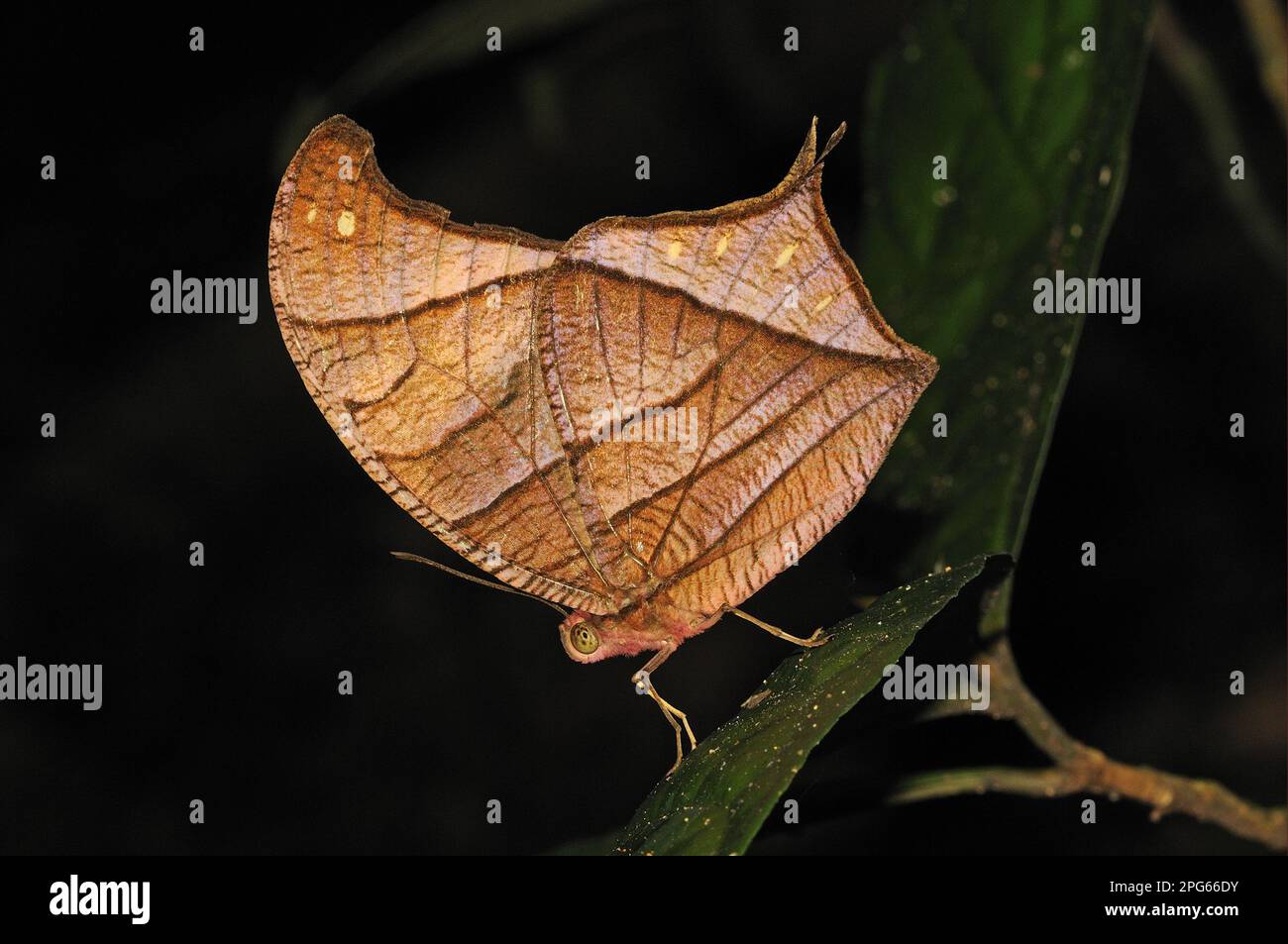 Brush-footed butterfly (Nymphalidae), Other animals, Insects ...