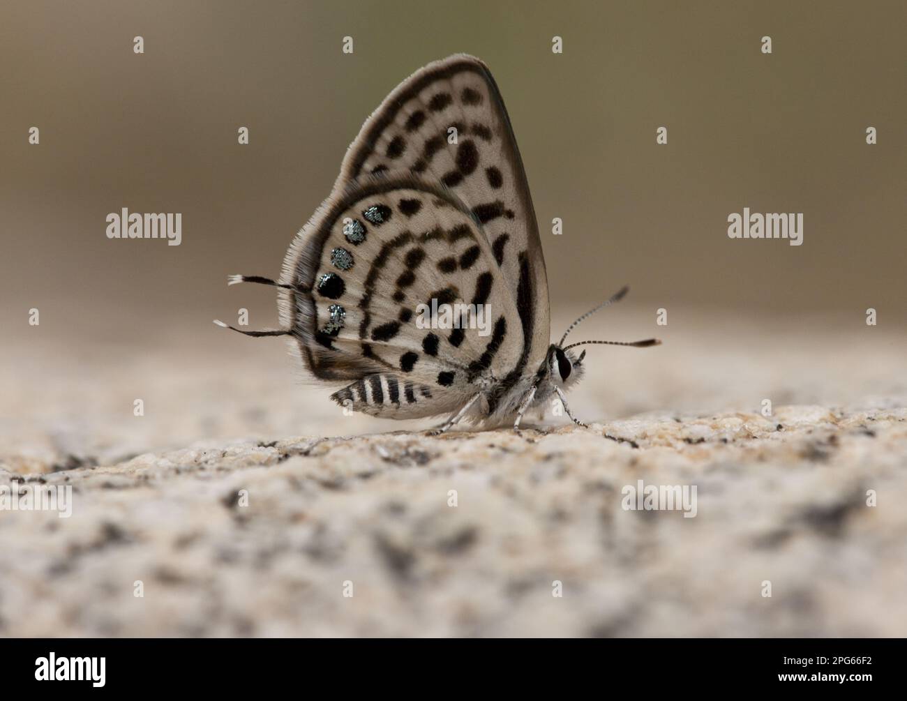 Little Tiger Blue (Tarucus balkanicus) adult, underside, warming up in ...