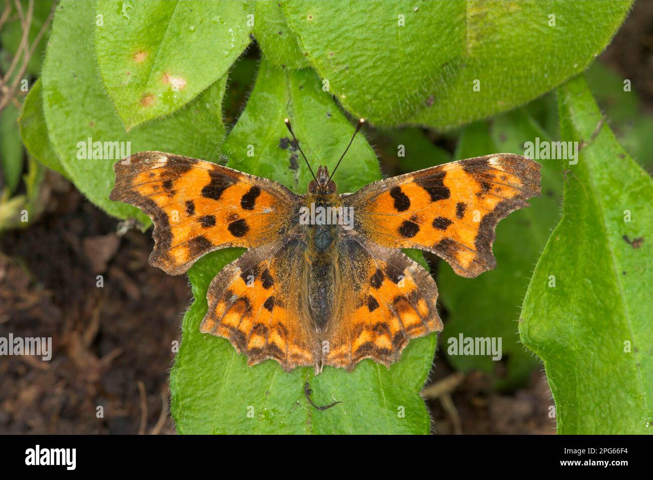 Mature album hi-res stock photography and images - Alamy
