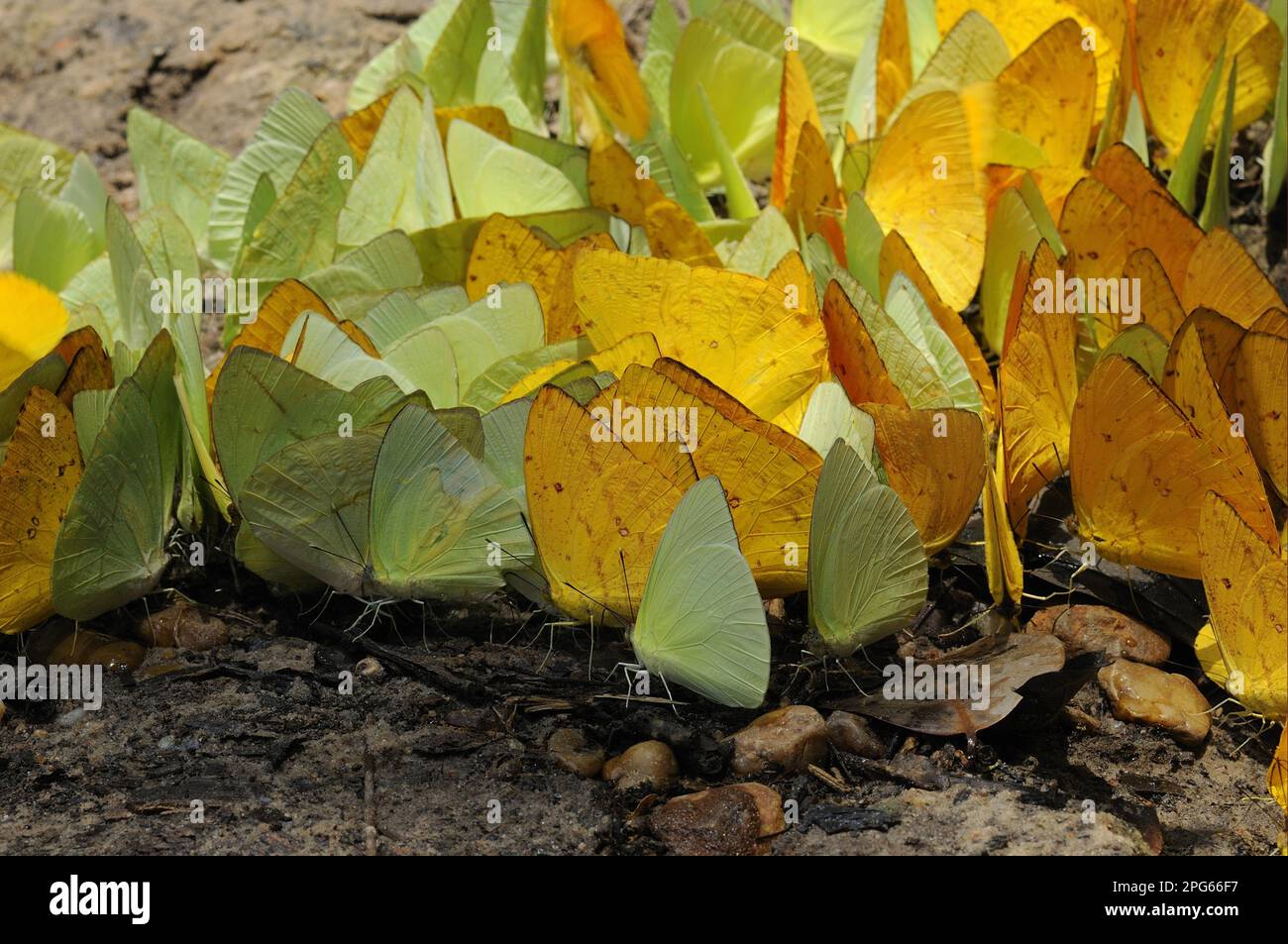 Whiteflies pieridae hi-res stock photography and images - Alamy