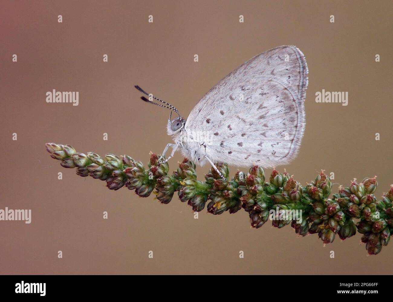 Common grass-blue (Zizina labradus) adult, resting on flower head ...