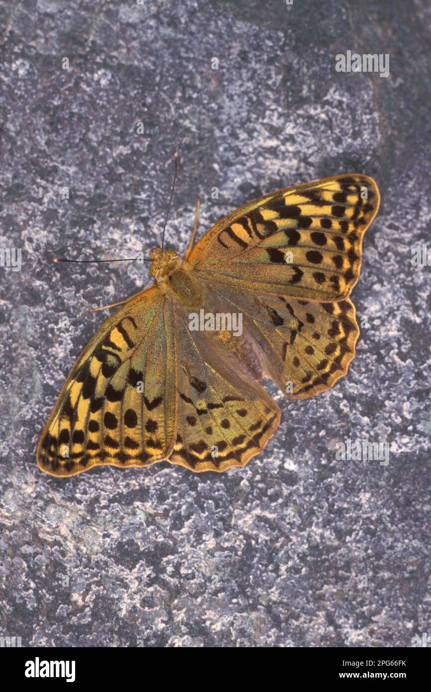 Pandora rock hi-res stock photography and images - Alamy