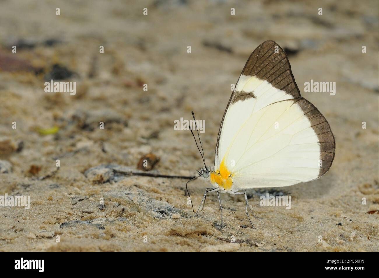 Common melweiss butterfly (Melete lysimnia), adult, feeding on minerals ...
