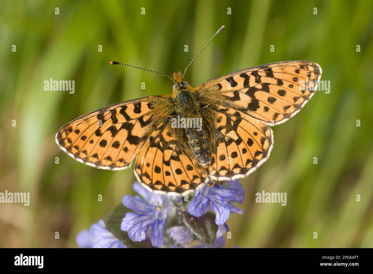 Clossiana euphrosyne, Silver-bordered Fritillary, Violet-bordered ...