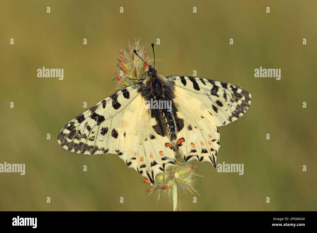 Balkan Festoon butterfly, eastern festoon (Zerynthia cerisy), Eastern ...
