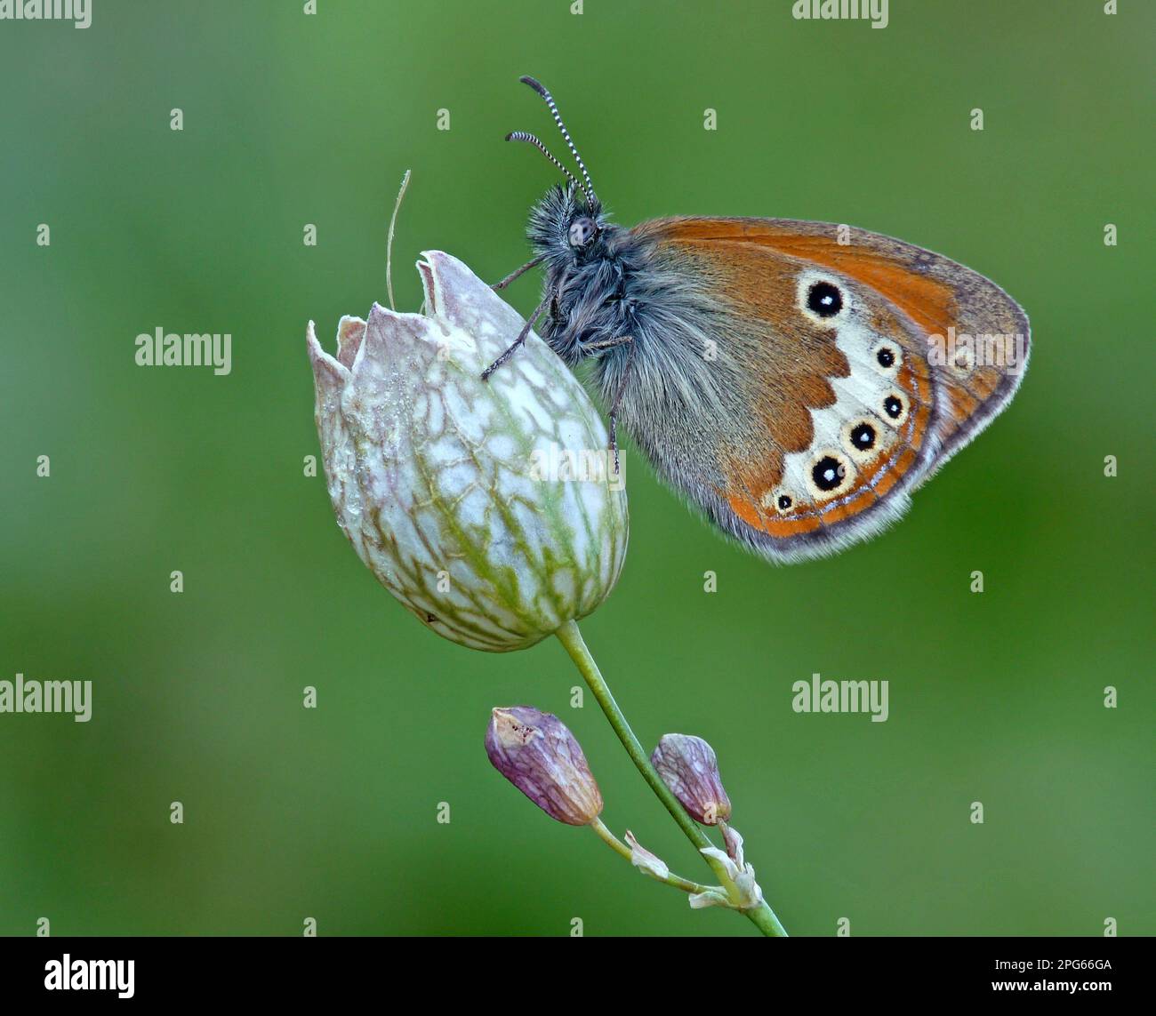 Butterflies of southern italy hi-res stock photography and images - Alamy