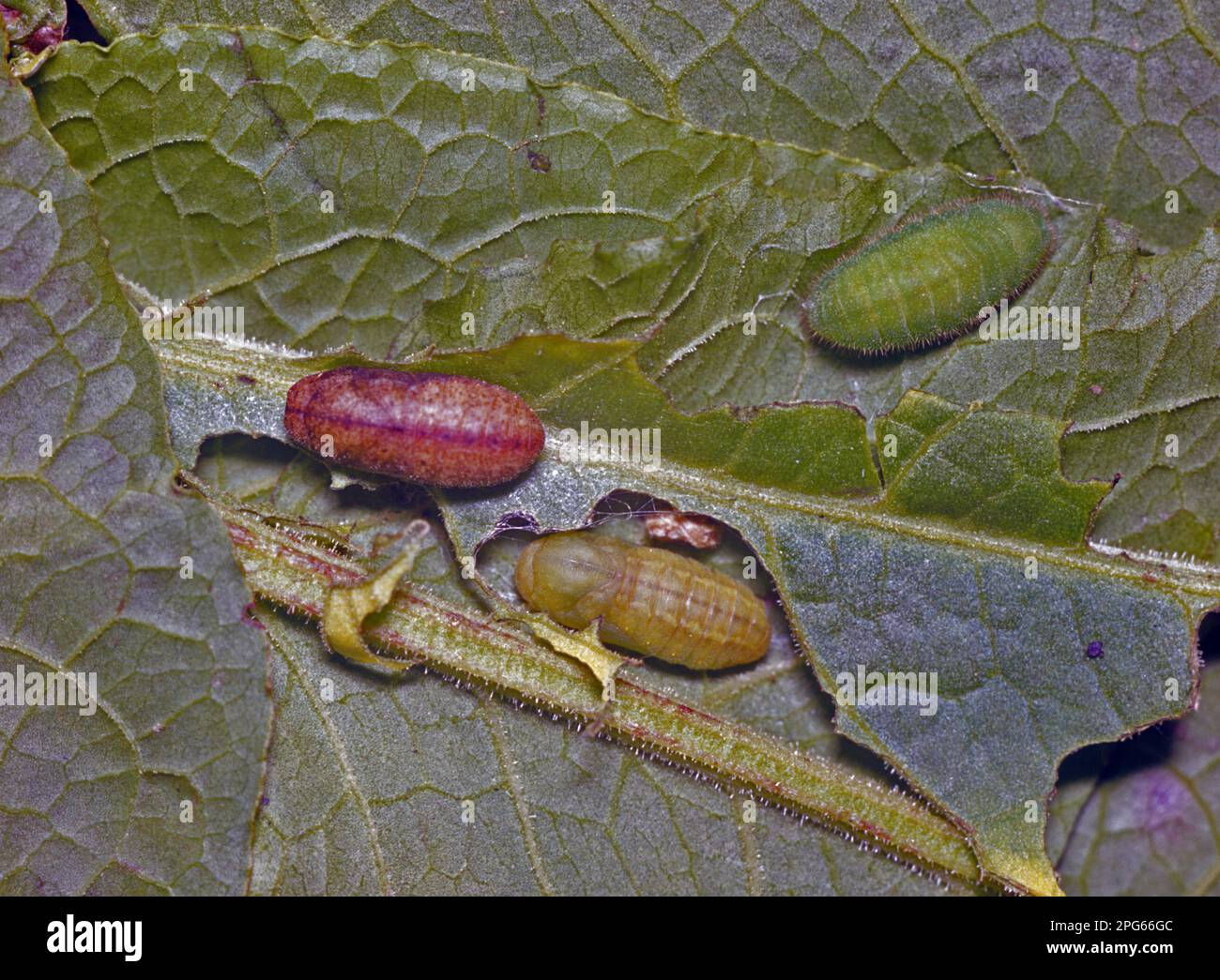 North american insects hi-res stock photography and images - Alamy