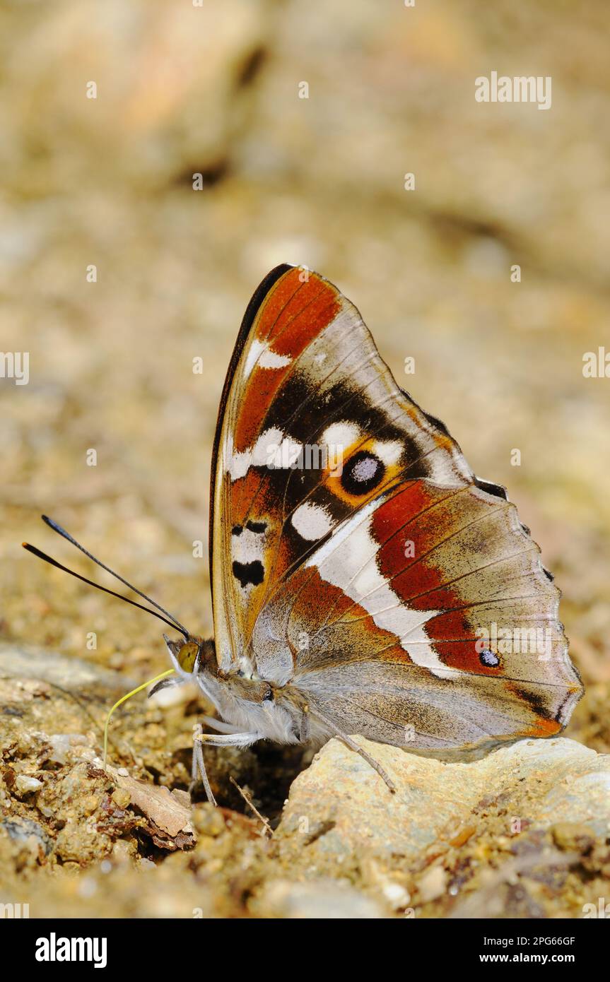 Butterflies of southern italy hi-res stock photography and images - Alamy