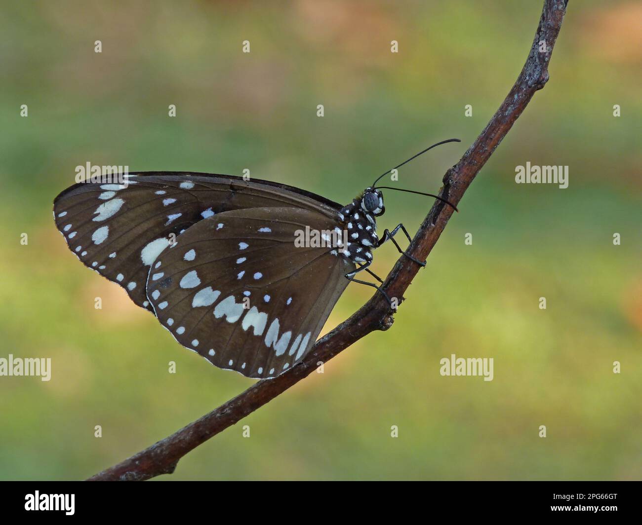 Australian crow butterfly australia hi-res stock photography and images ...