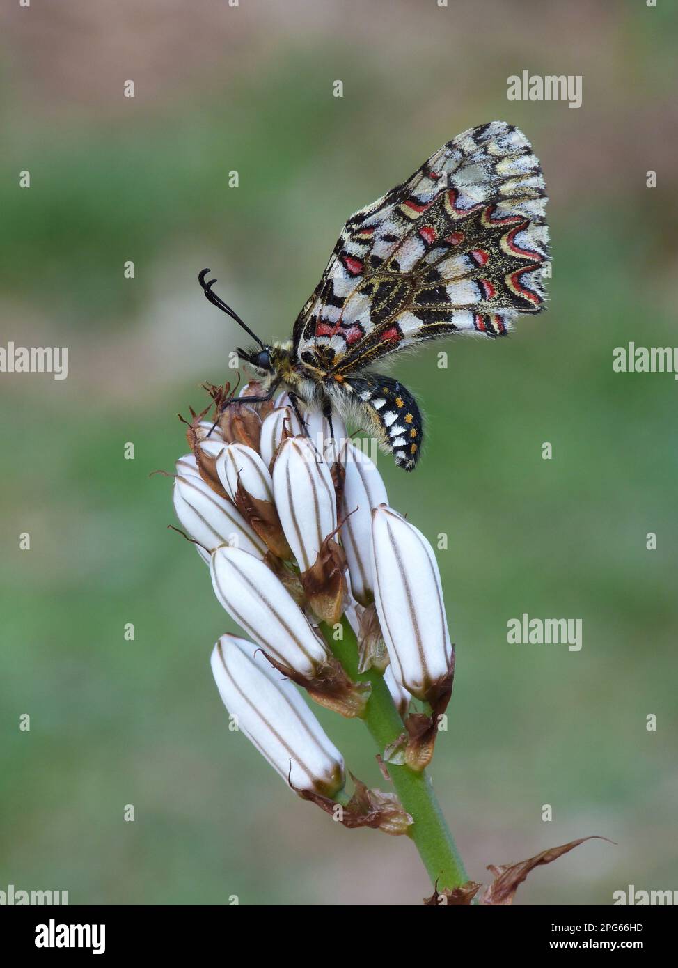 Spanish Festoon (Zerynthia rumina) adult male, resting on White ...