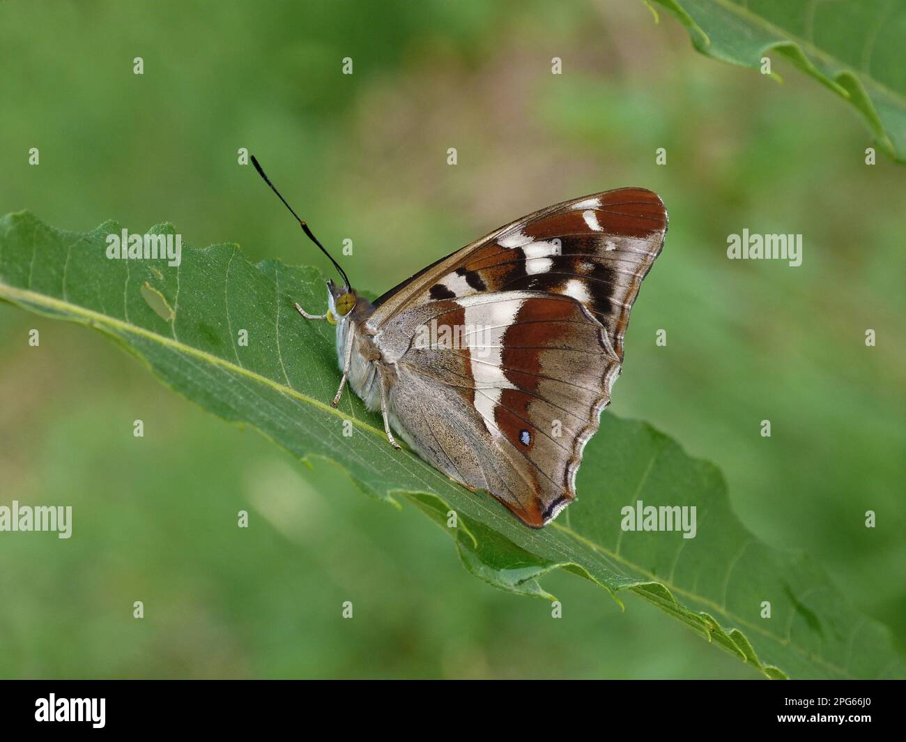 Purple Emperor (Apatura iris) adult, resting on Sweet Chestnut ...
