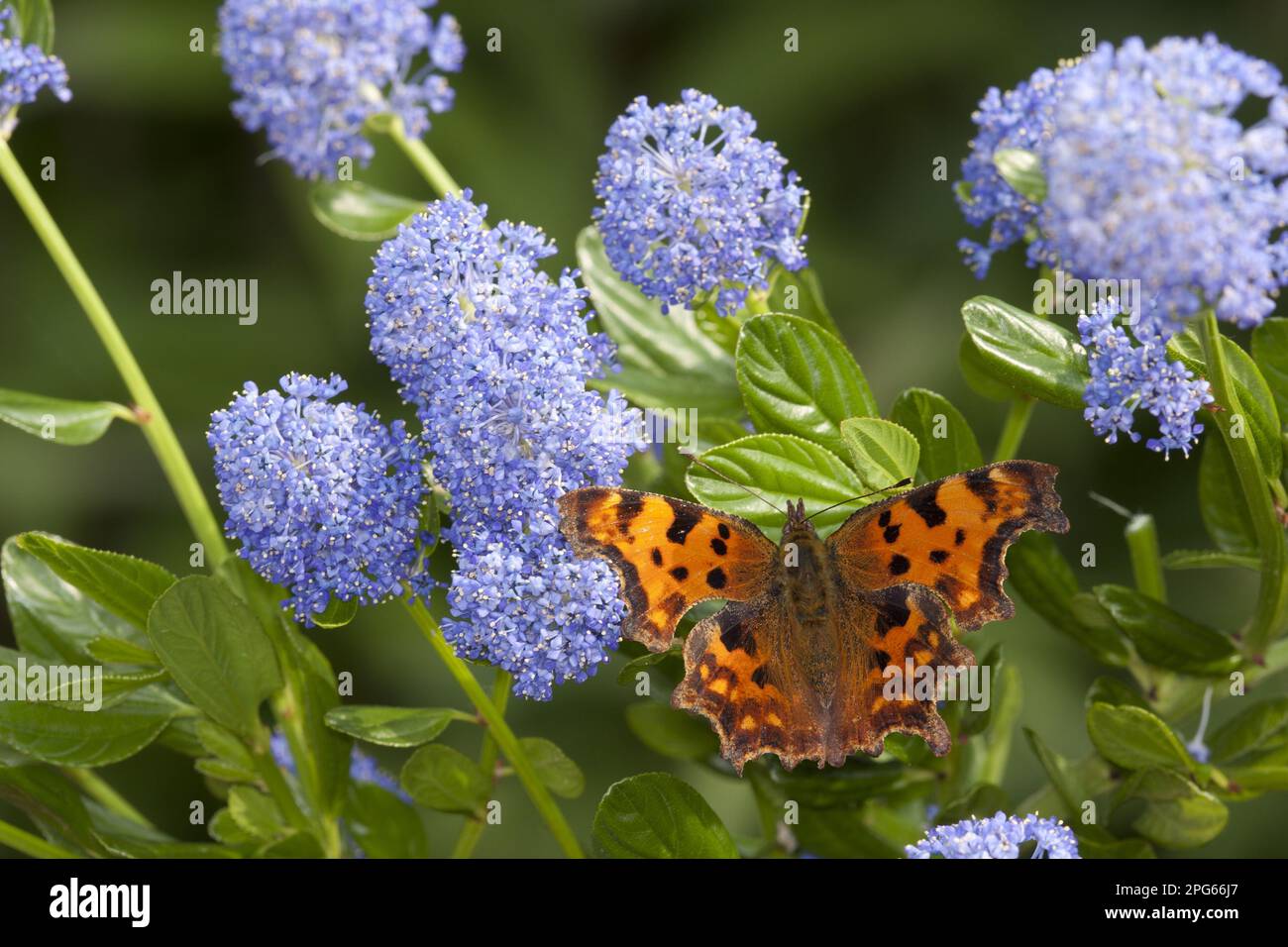 Comma (Polygonia c-album) adult, feeding on the flowers of California ...