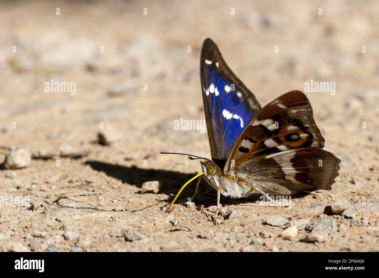 Purple Emperor (Apatura iris) adult male, drinking minerals from sandy ...