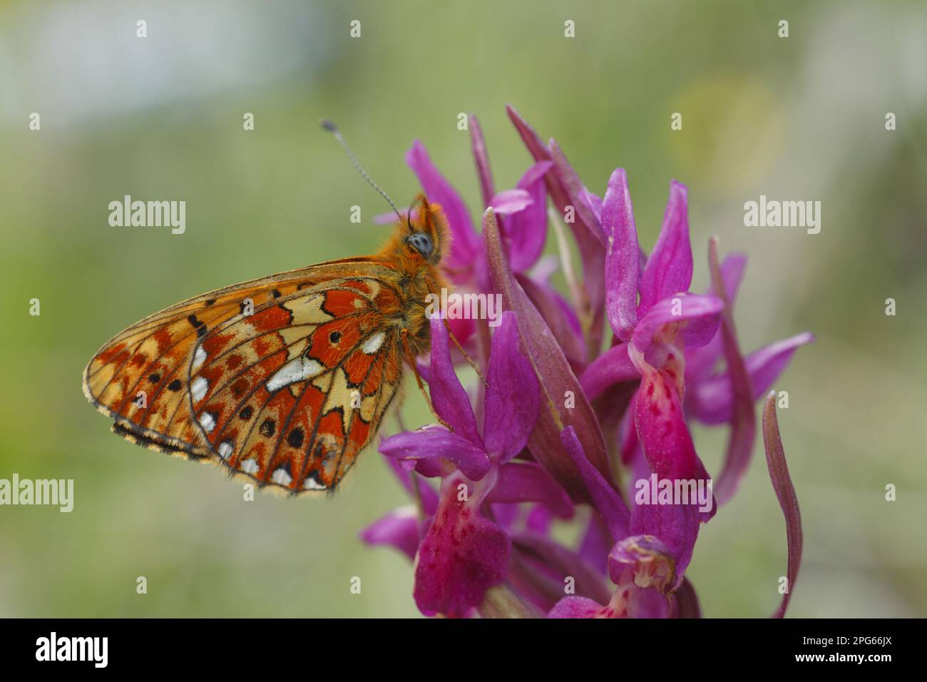 Pearl-bordered pearl-bordered fritillary (Boloria euphrosyne), adult ...