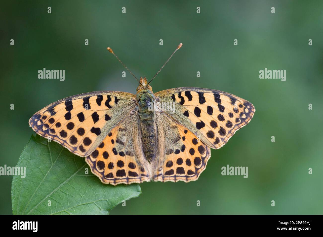 Queen of spain fritillary (Issoria lathonia), Small Fritillary, Other ...
