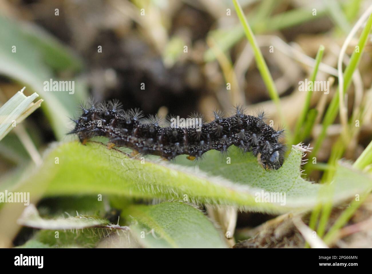 Marsh Fritillary (Euphydryas aurinia) caterpillar, feeding on Devil's ...