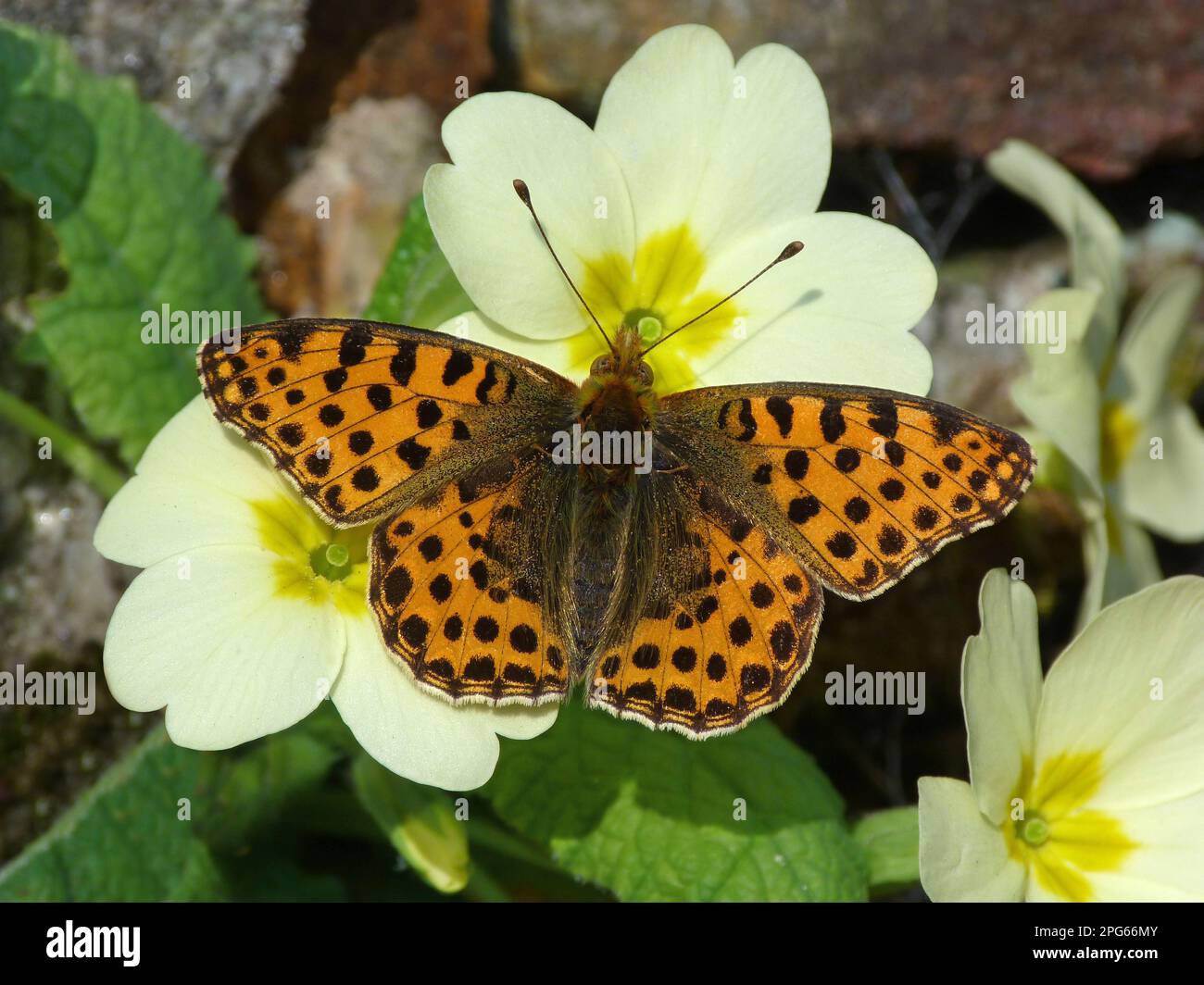 Queen of Spain Fritillary (Issoria lathonia) adult male, just emerged ...