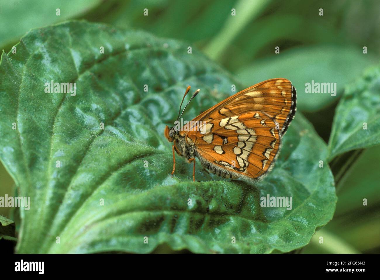 Rare scarce fritillary (Euphydryas maturna), adult female resting on ...