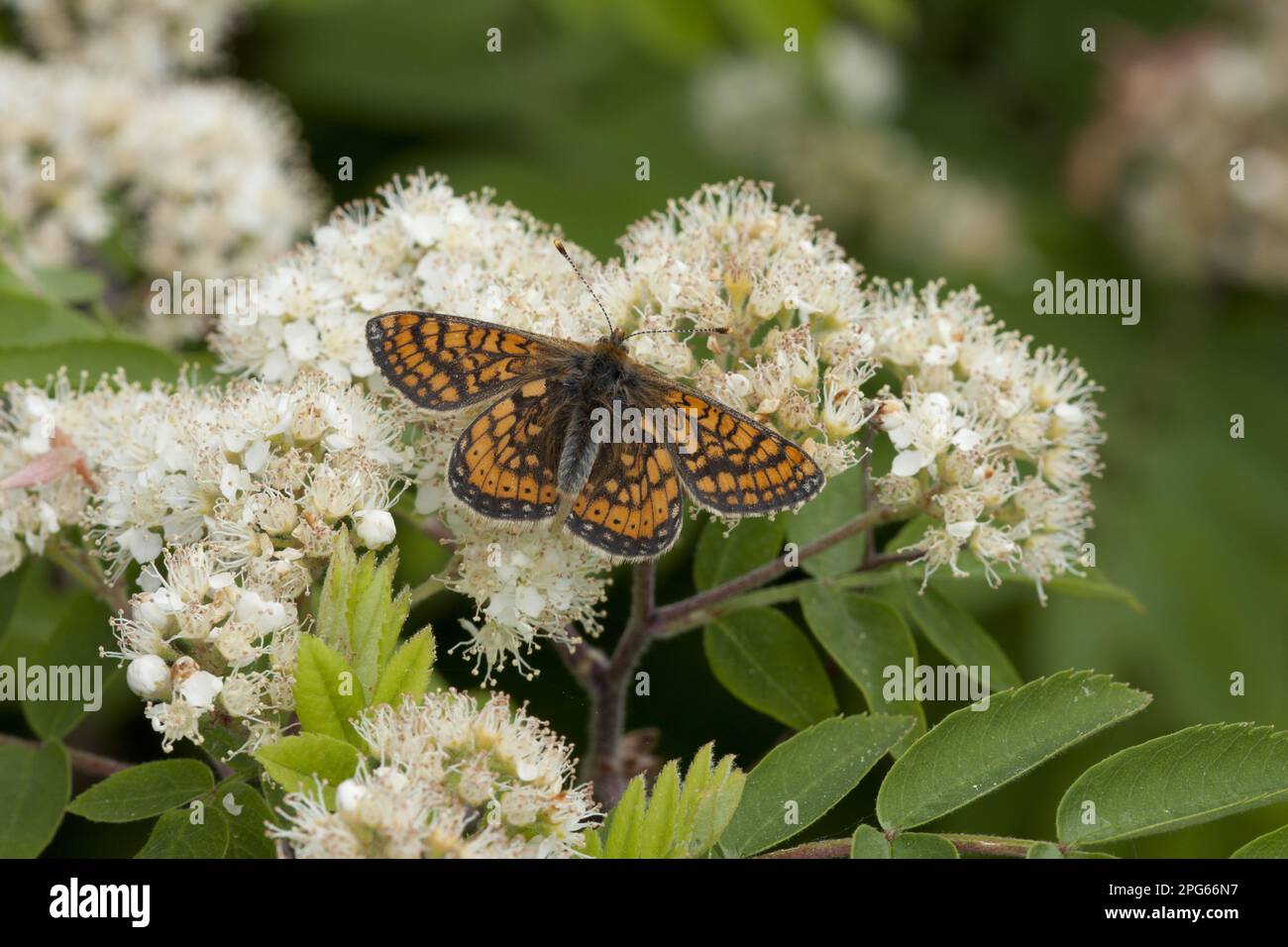 Rowan blossom england hi-res stock photography and images - Alamy