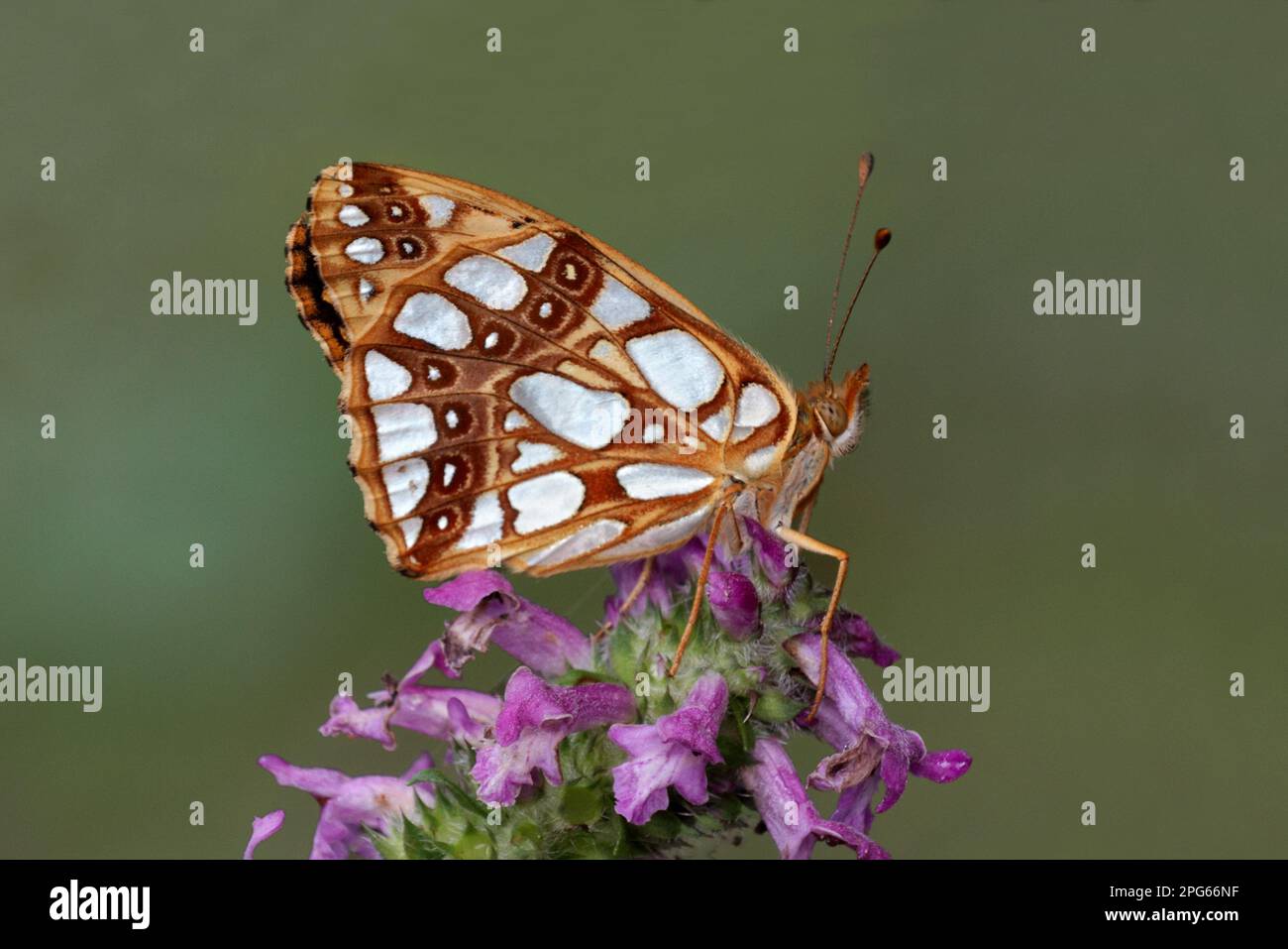 Queen of Spain Fritillary (Issoria lathonia) adult, underside, resting ...