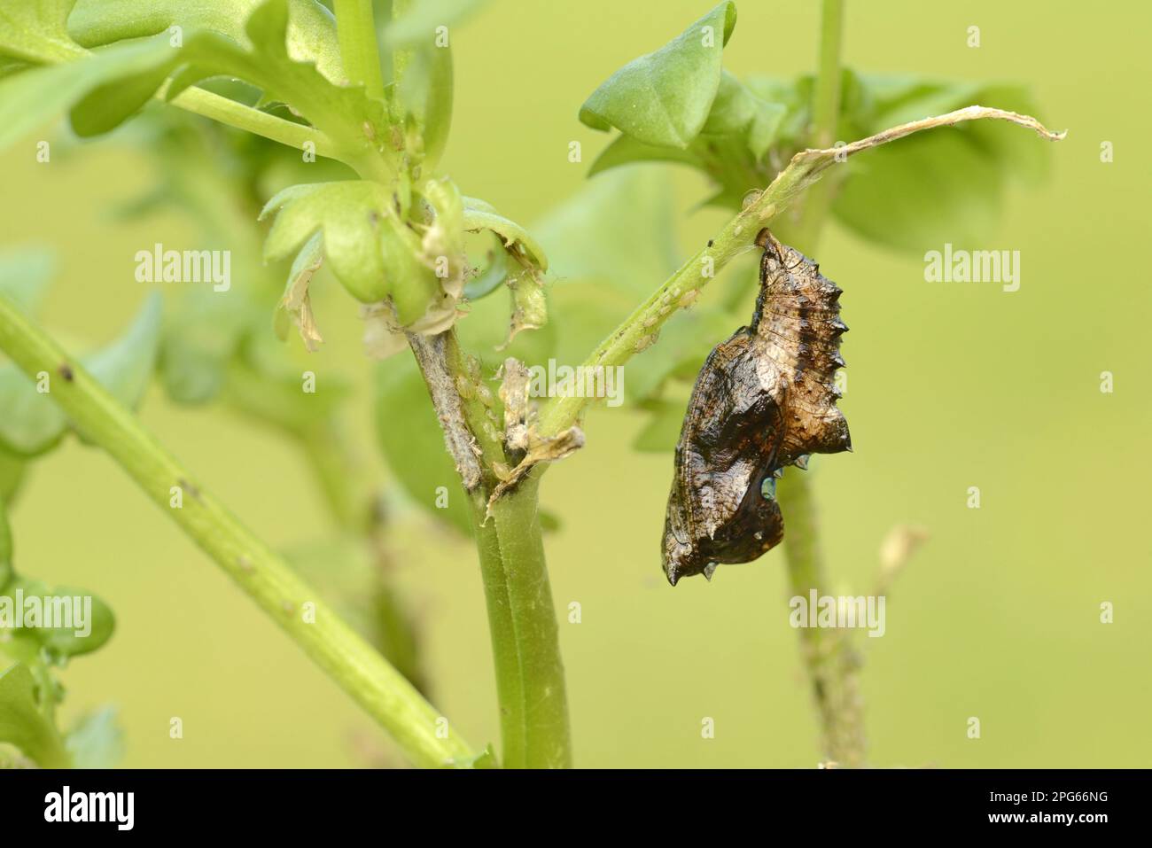 Violet doll hi-res stock photography and images - Alamy