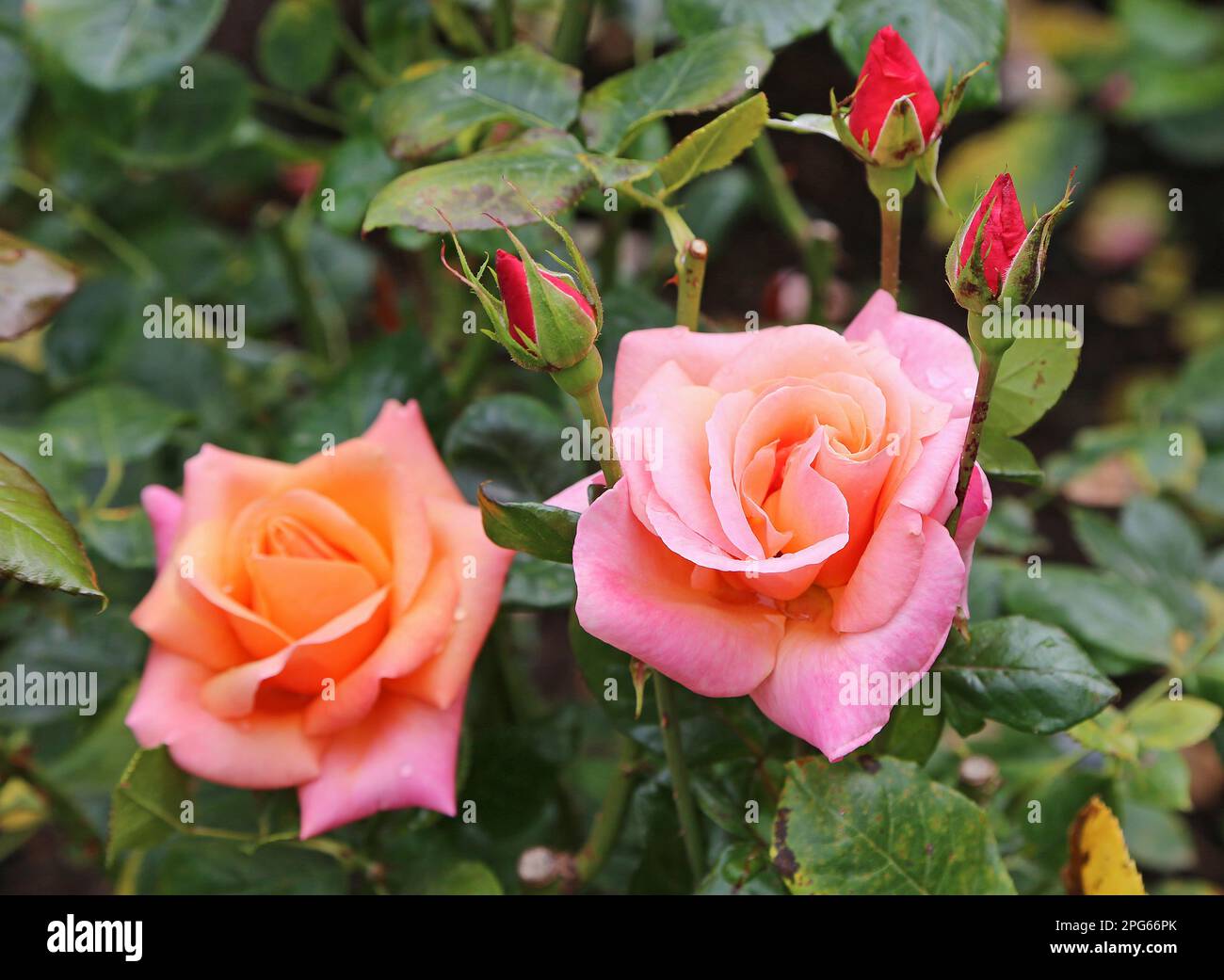Pink Roses with bud Stock Photo - Alamy