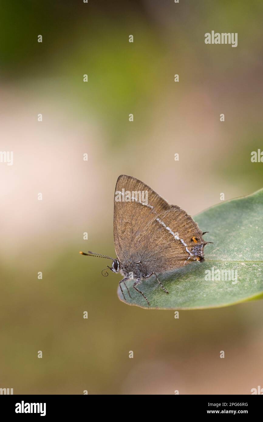 Portuguese insects hi-res stock photography and images - Alamy