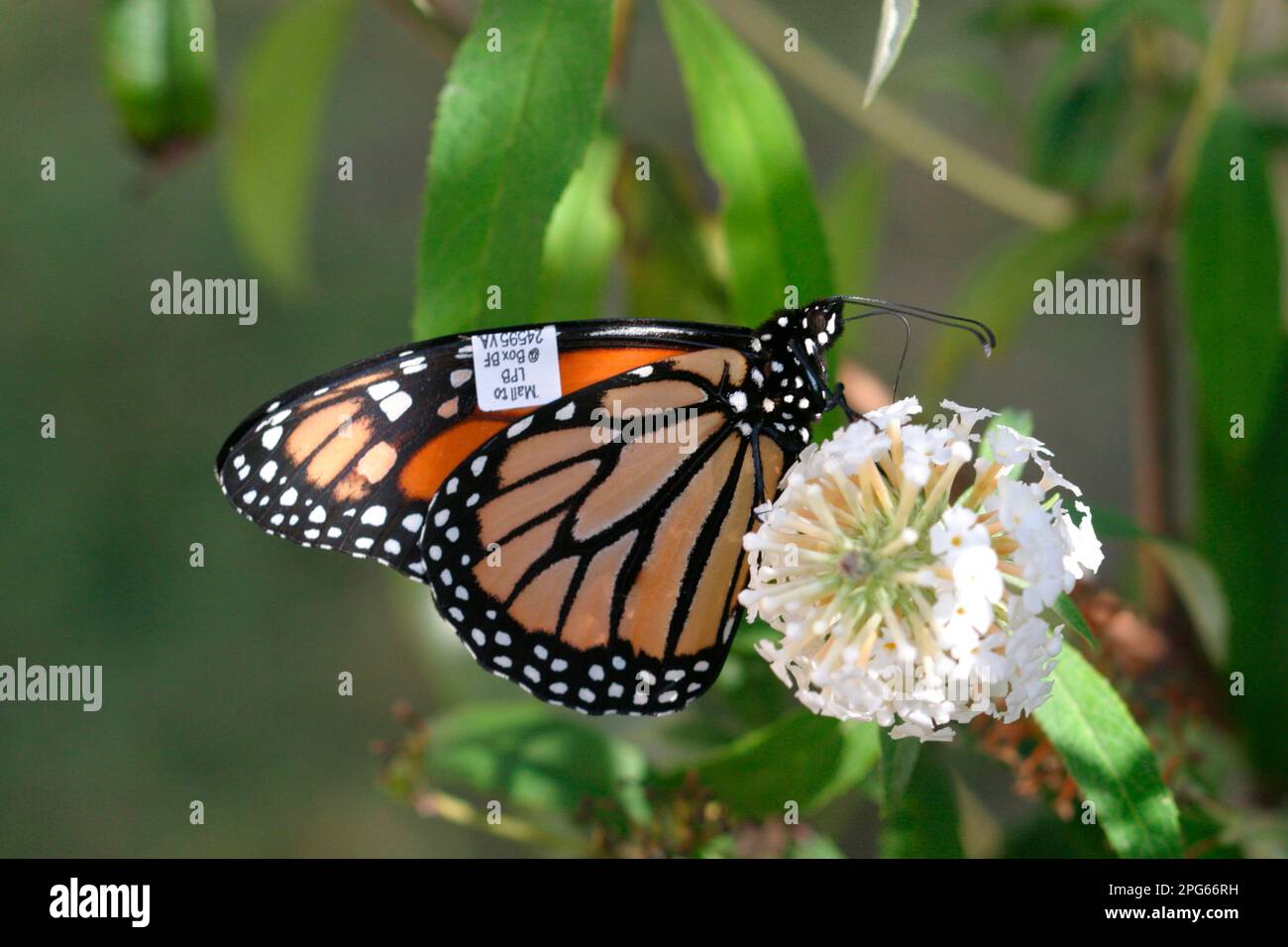 Monarch Butterfly (Danaus plexippus), monarch butterfly, Other animals ...