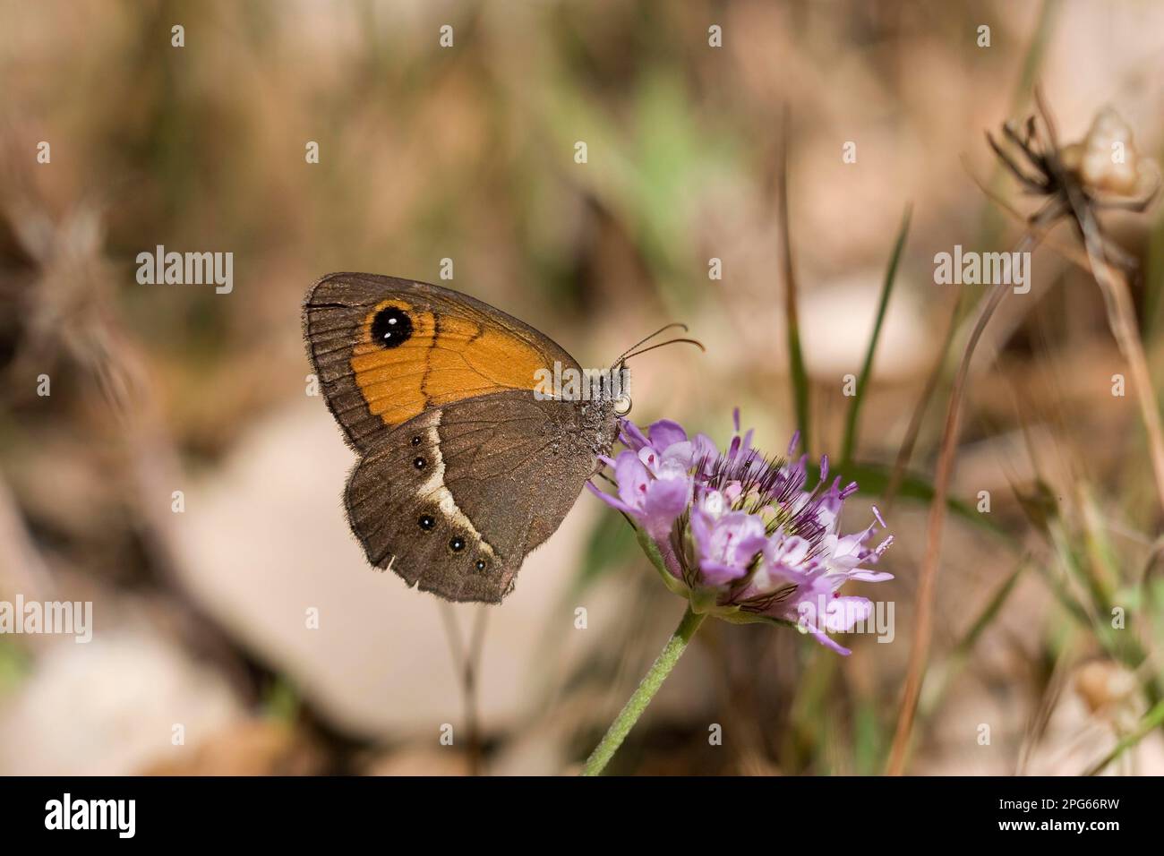 Portuguese insects hi-res stock photography and images - Alamy