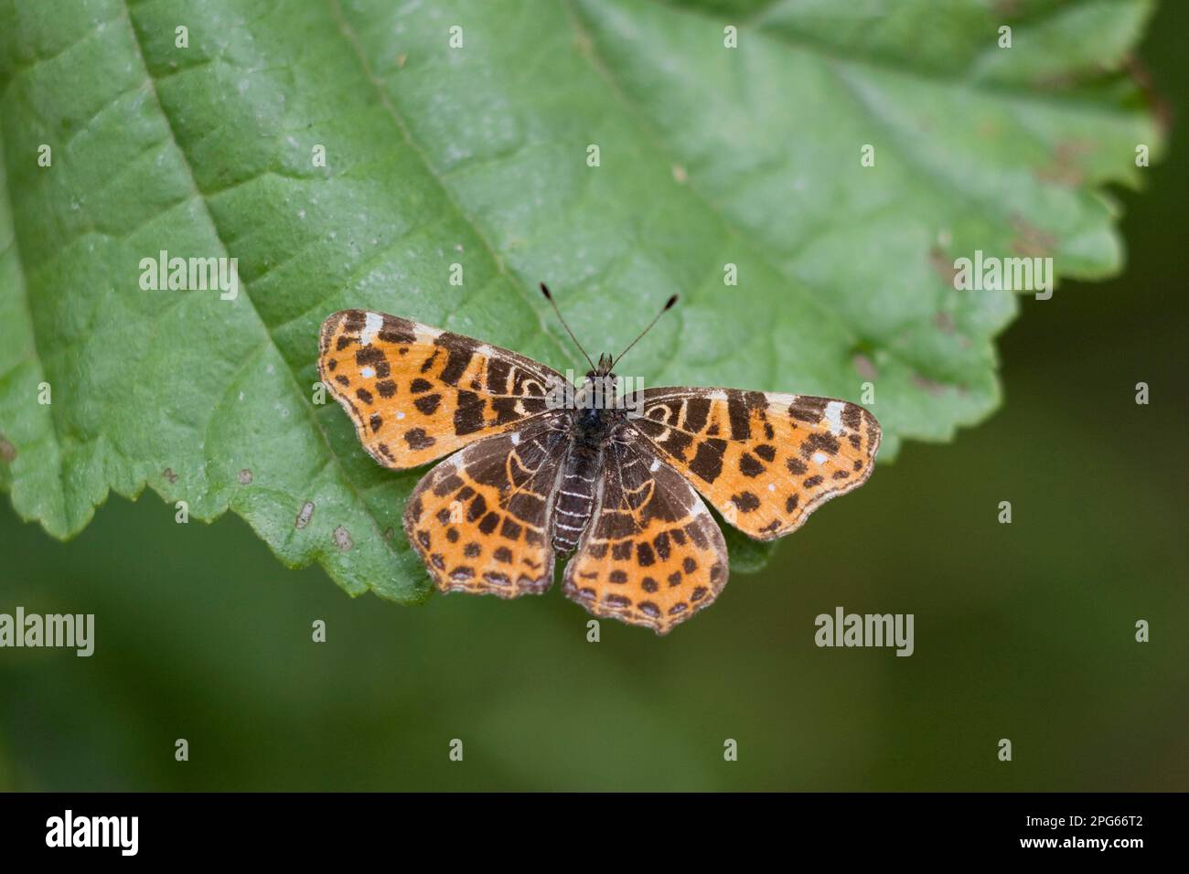 Map butterfly (Araschnia levana), Landcart butterfly, Other animals ...
