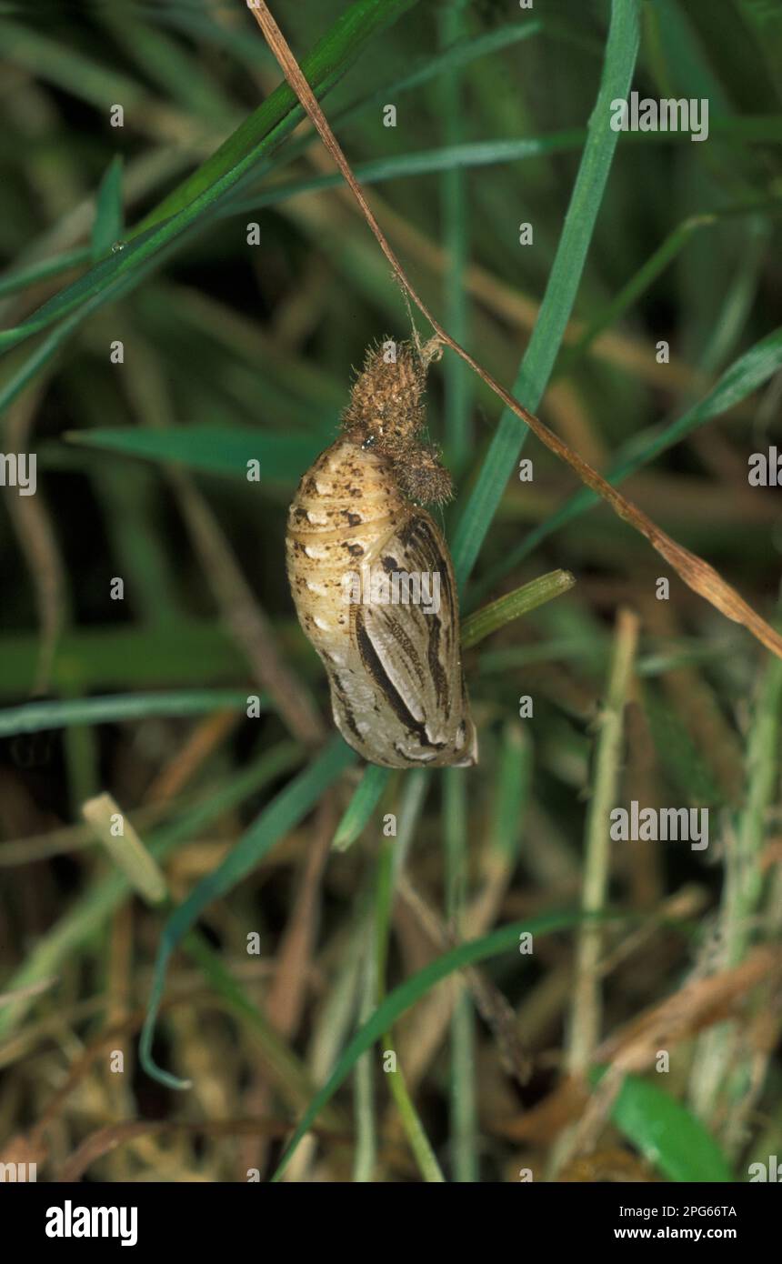 Maniola tithonus, Red-brown ox-eye, Rusty-brown ox-eye, Brown-changed ...