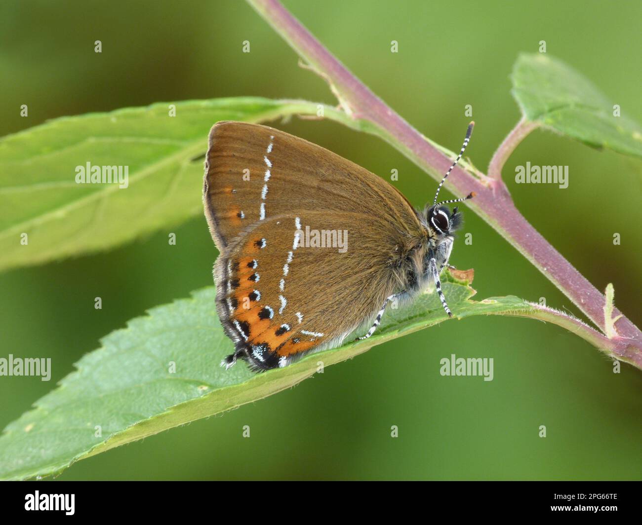 Insect on blackthorn blossom hi-res stock photography and images - Alamy