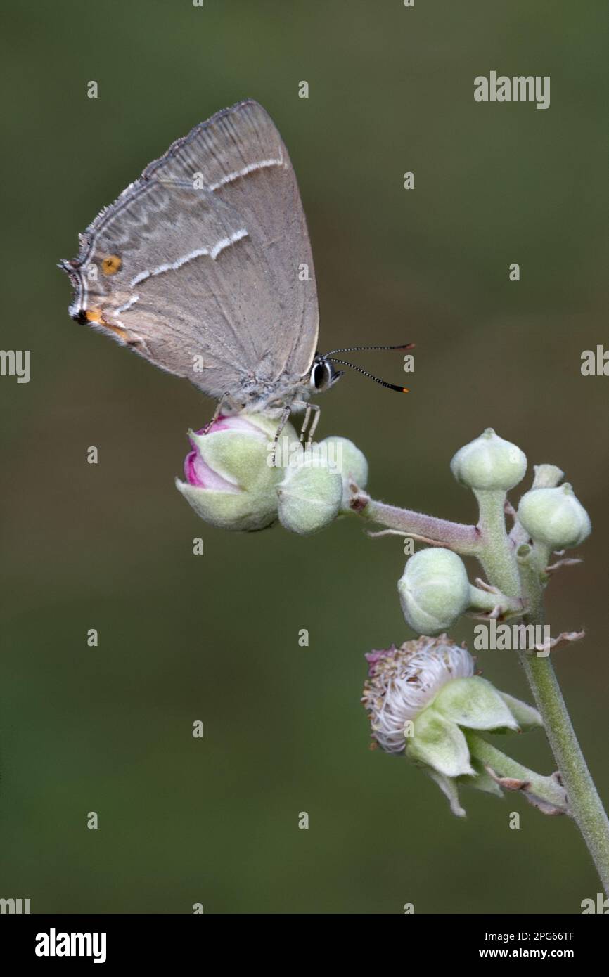 Purple haircap (Quercusia quercus) adult underside, resting on ...