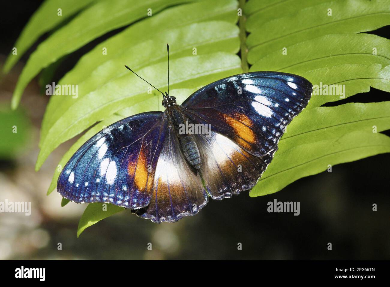 Great eggfly (Hypolimnas bolina), adult female, resting on leaf ...
