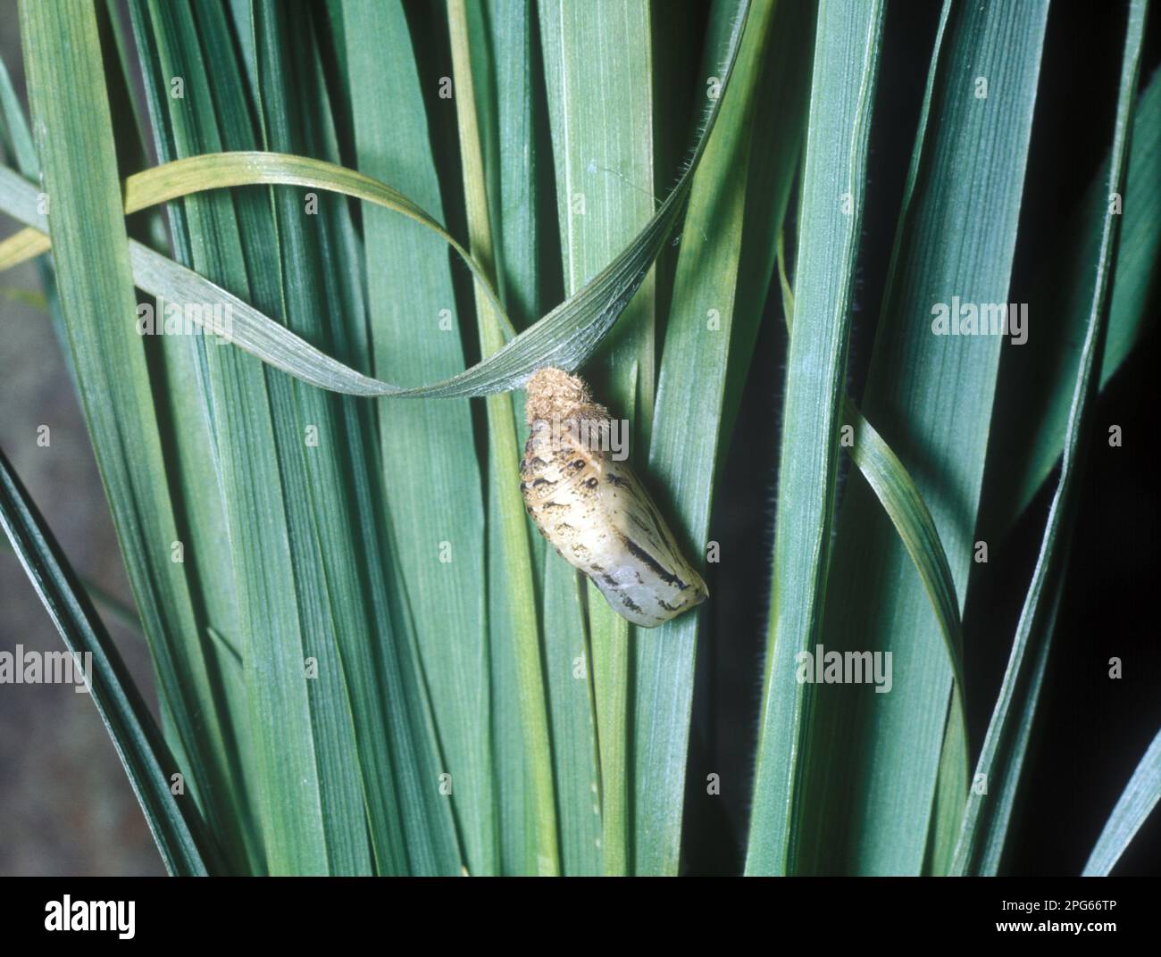 Maniola tithonus, Red-brown ox-eye, Rusty-brown ox-eye, gatekeeper ...
