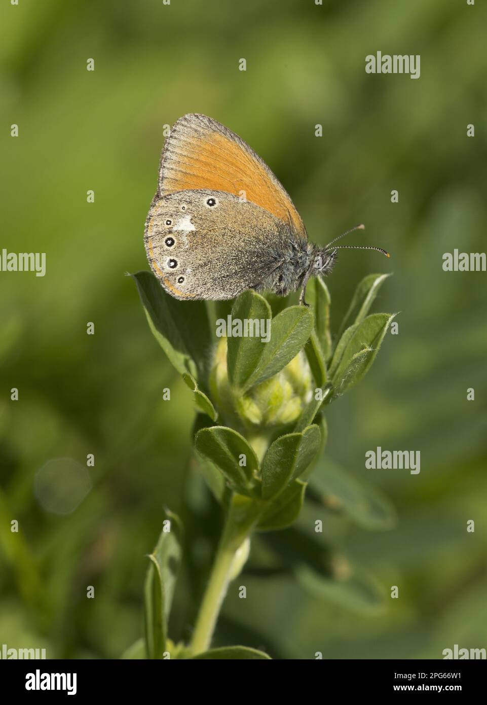Chestnut Heath (Coenonympha glycerion) adult, resting on plant in ...
