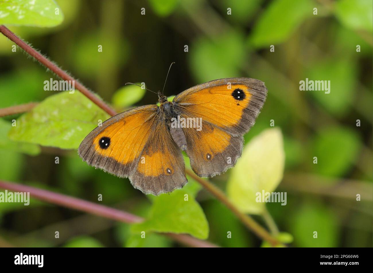 Maniola tithonus, Red-brown Ox-eye, Rusty-brown Ox-eye, gatekeeper ...