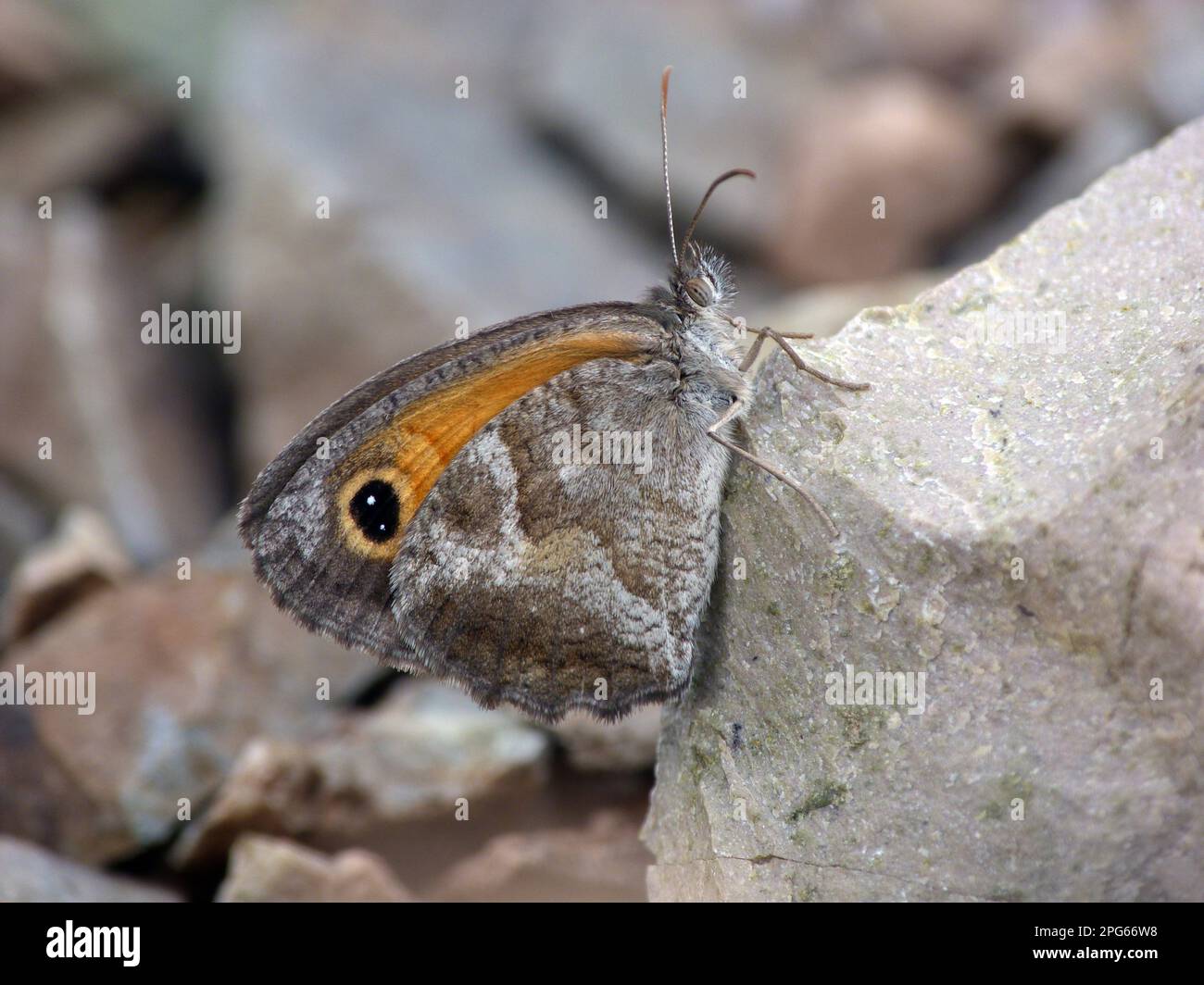 Southern Oxeye, Southern Oxeyes (Nymphalidae), Other animals, Insects ...