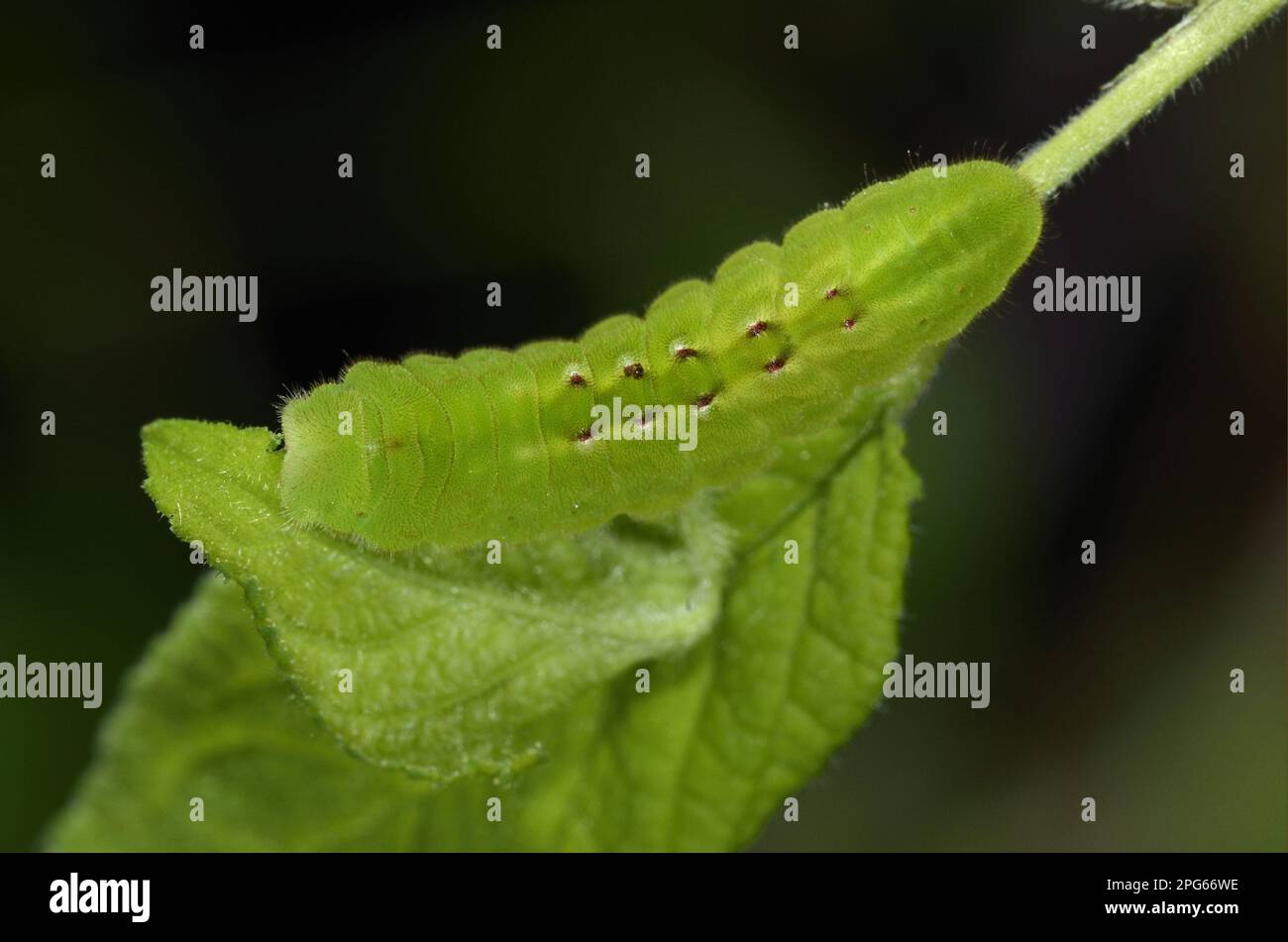 Gossamer winged butterfly (Lycaenidae), Other animals, Insects ...