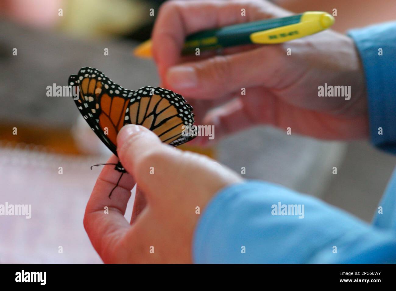 Monarch Butterfly (Danaus plexippus), monarch butterfly, Other animals ...