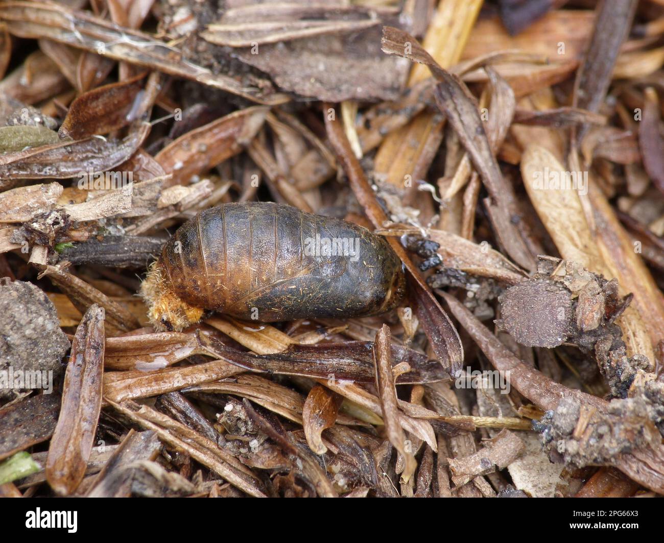 Butterflies of southern italy hi-res stock photography and images - Alamy