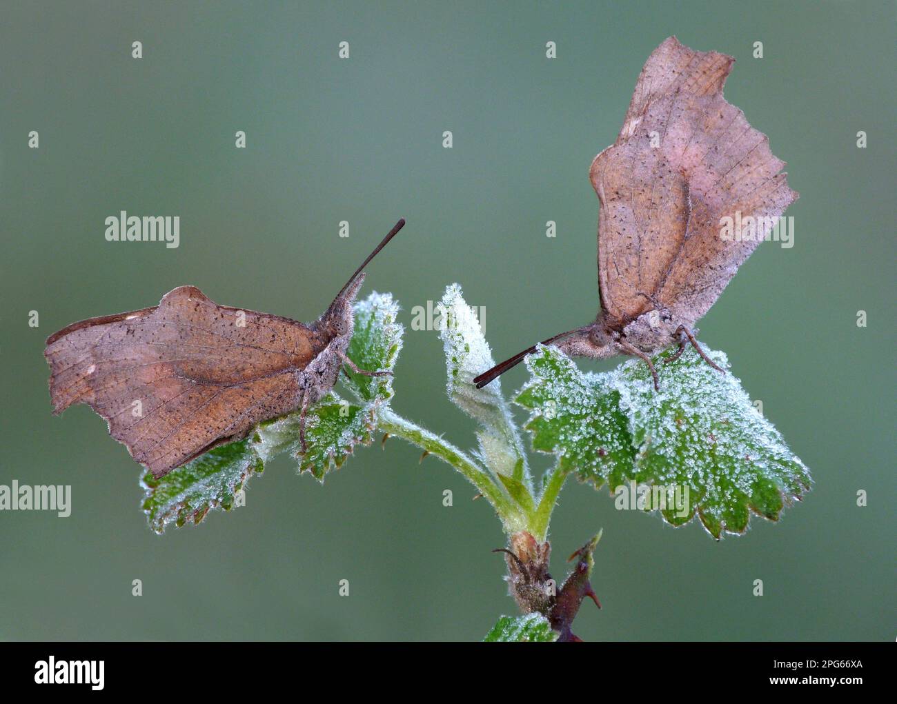 Nettle-tree Butterfly, Other Animals, Insects, Butterflies, Animals ...