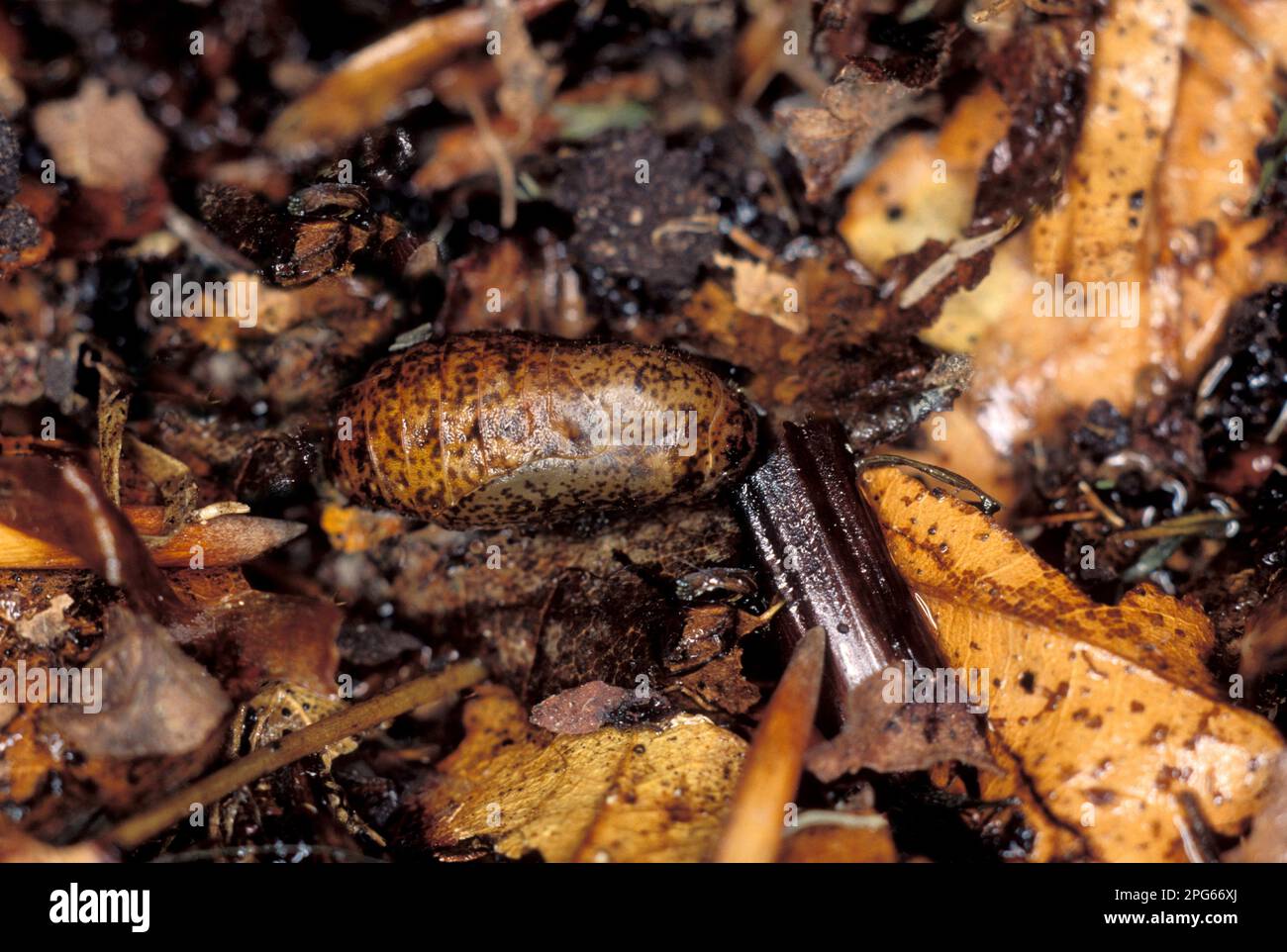 Butterflies of southern italy hi-res stock photography and images - Alamy