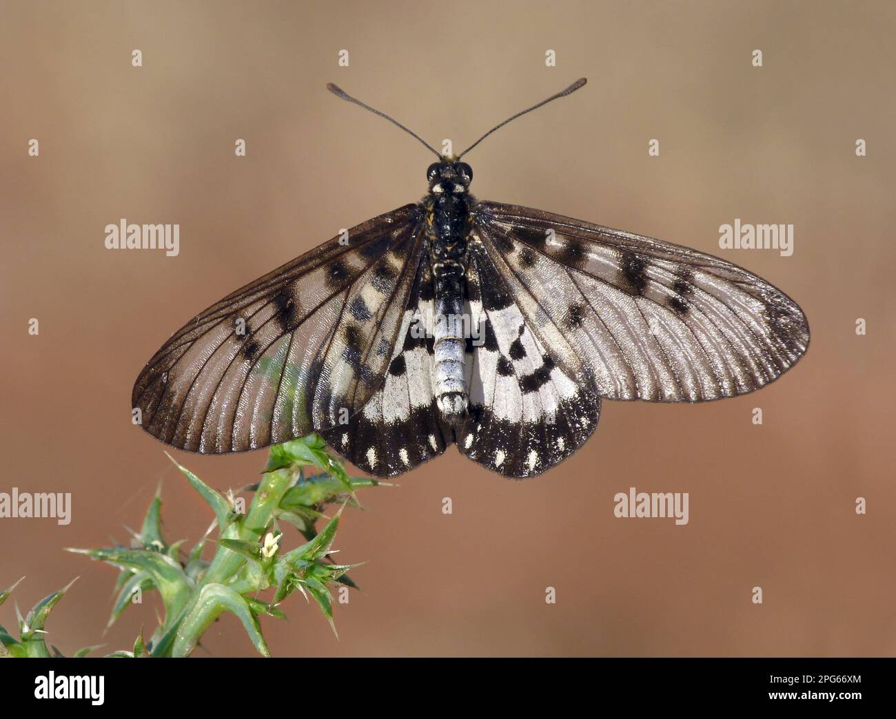 Brush-footed butterfly (Nymphalidae), Other animals, Insects ...